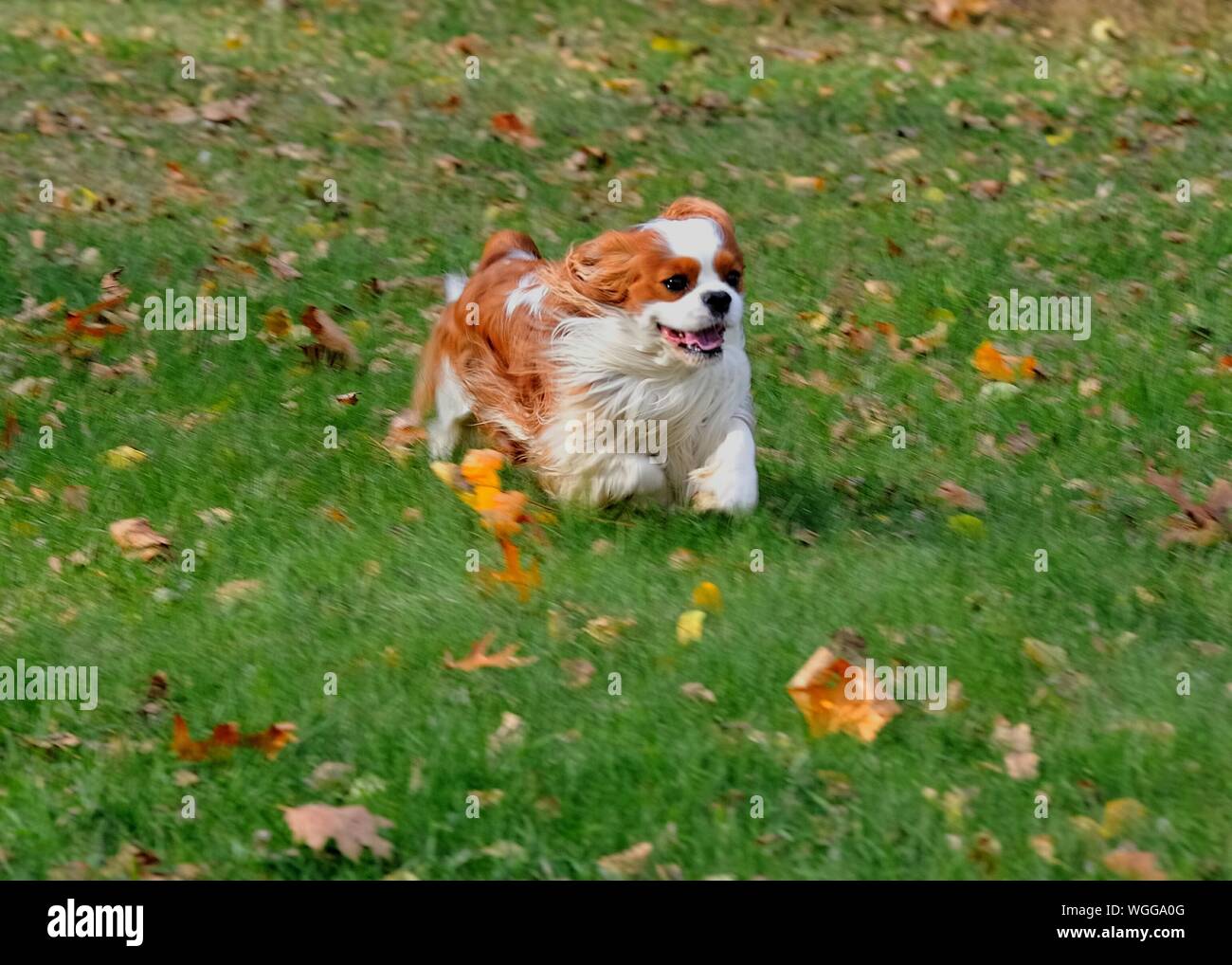 Running king hi-res stock photography and images - Alamy