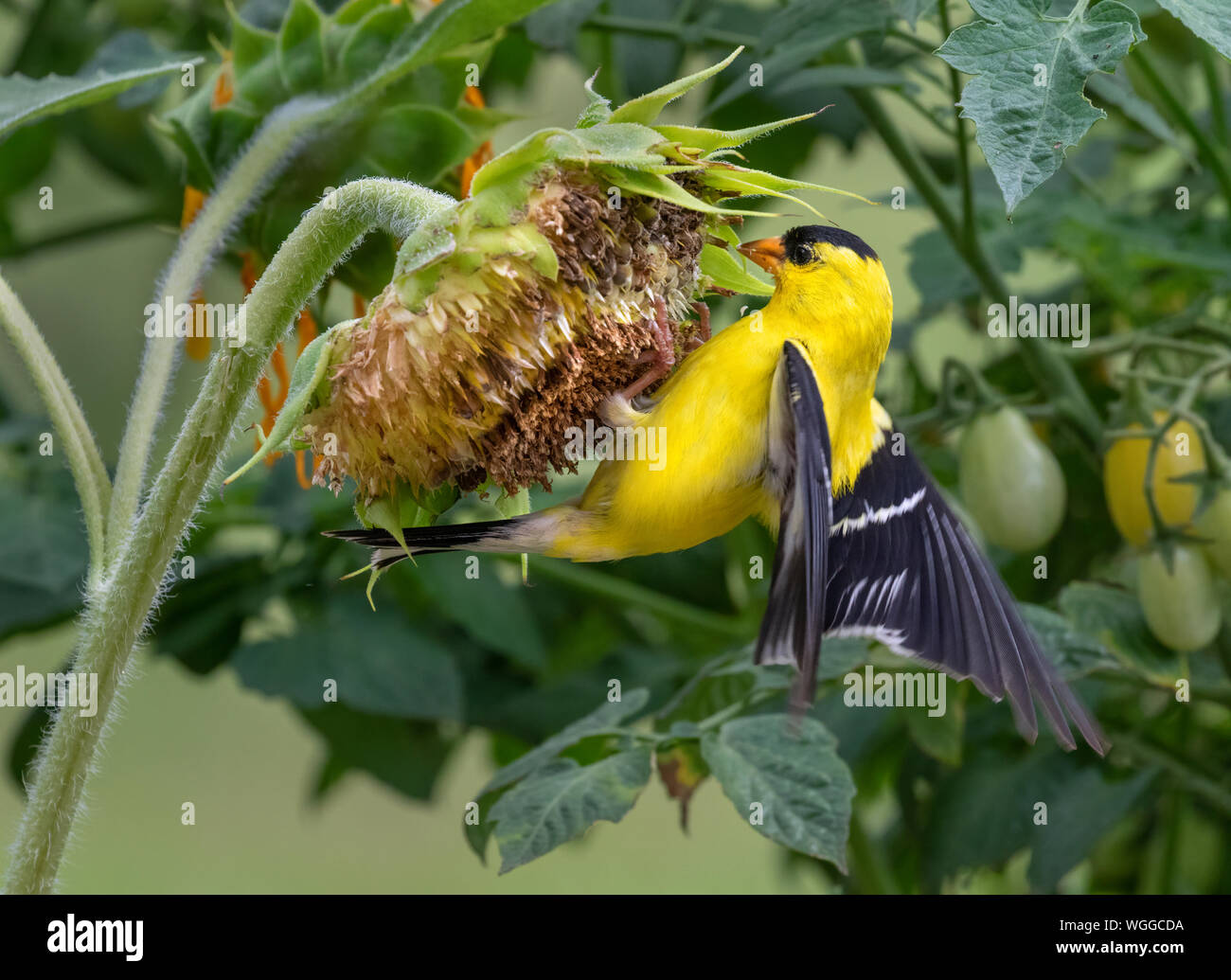 American goldfinch (Spinus tristis) male feeding on sunflowers, Iowa ...