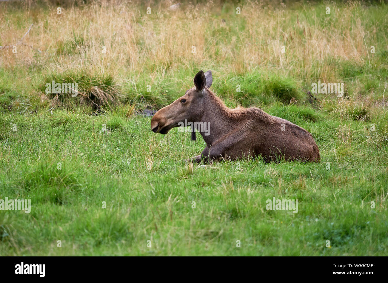 Moose Lying Down High Resolution Stock Photography and Images - Alamy