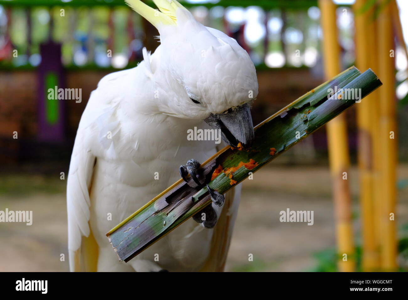 Cockatoo food hi-res stock photography and images - Alamy