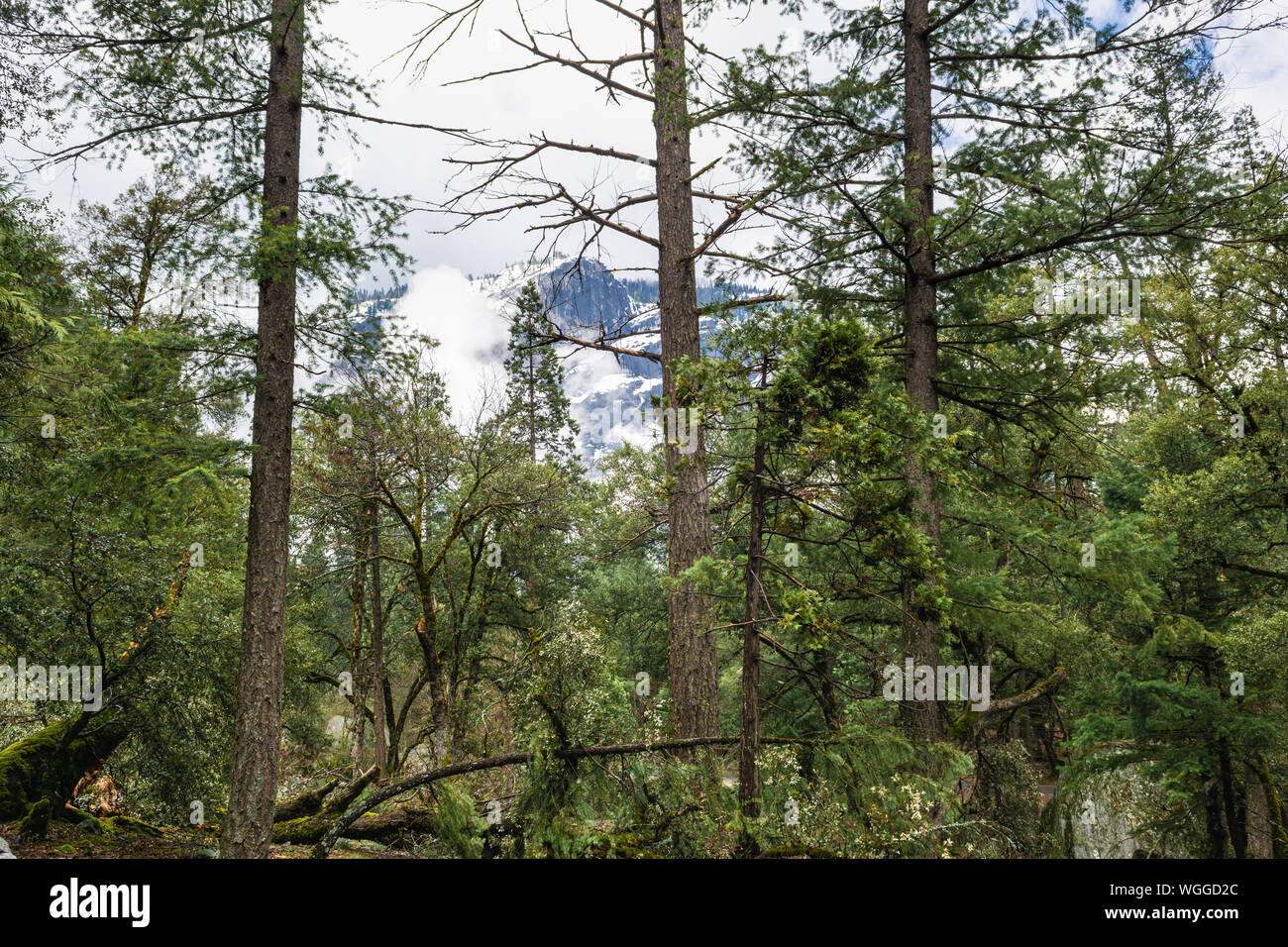 Pine trees in Yosemite National Park landscape, California. USA Stock ...