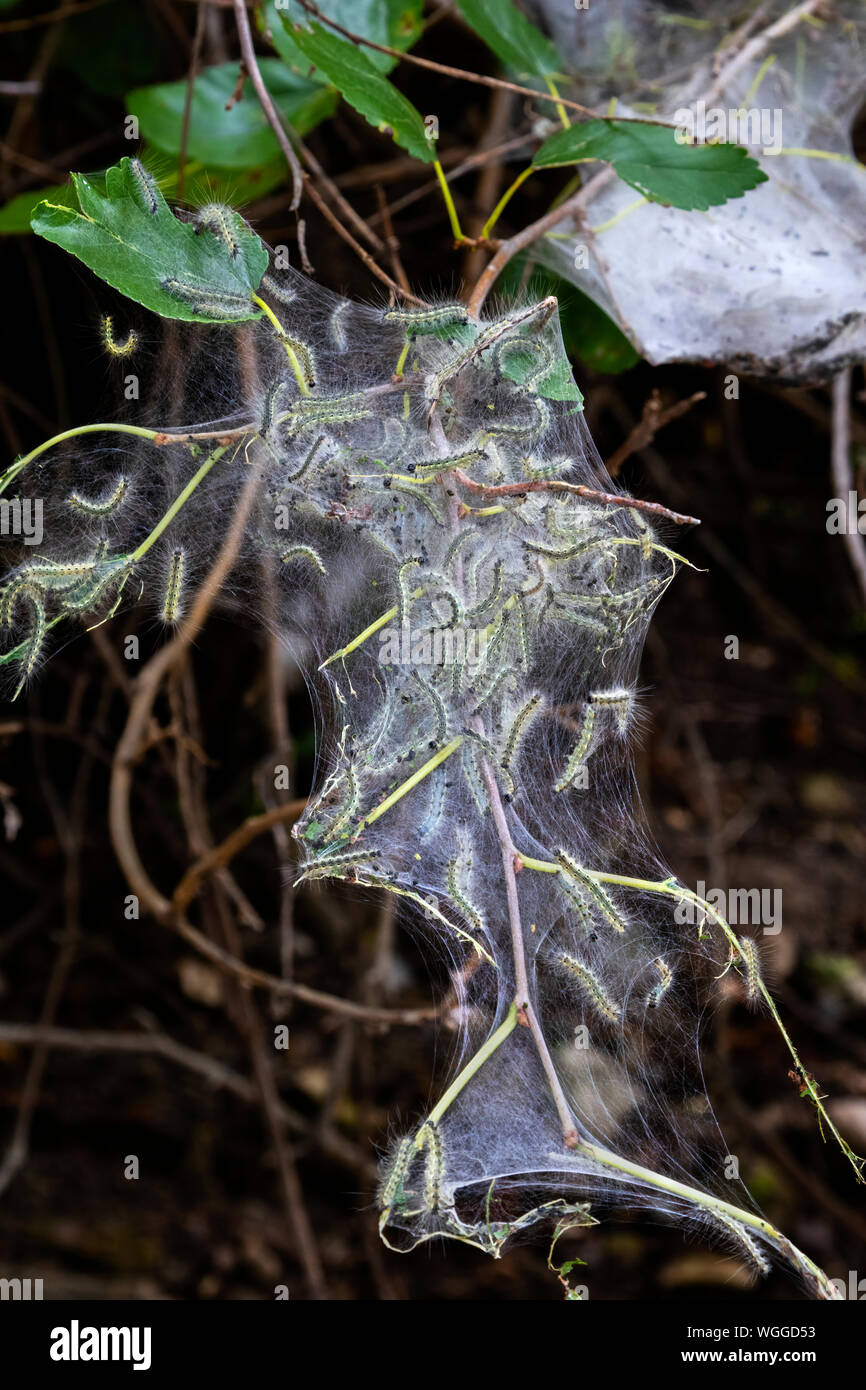 Webworms hi-res stock photography and images - Alamy