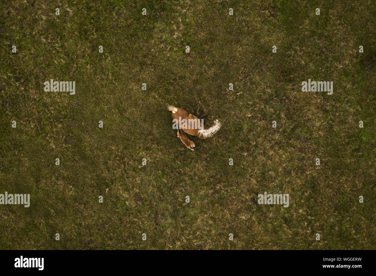 Birds eye view of horse breastfeeding it's colt on pasture, drone top ...