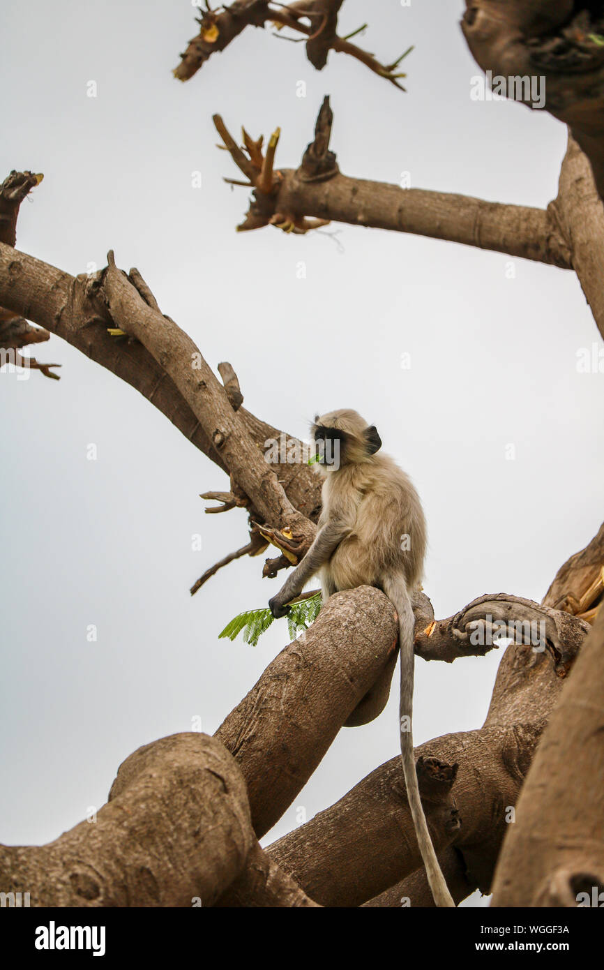Langur Monkey sitting in a tree in Jaipur and eating, India Stock Photo ...