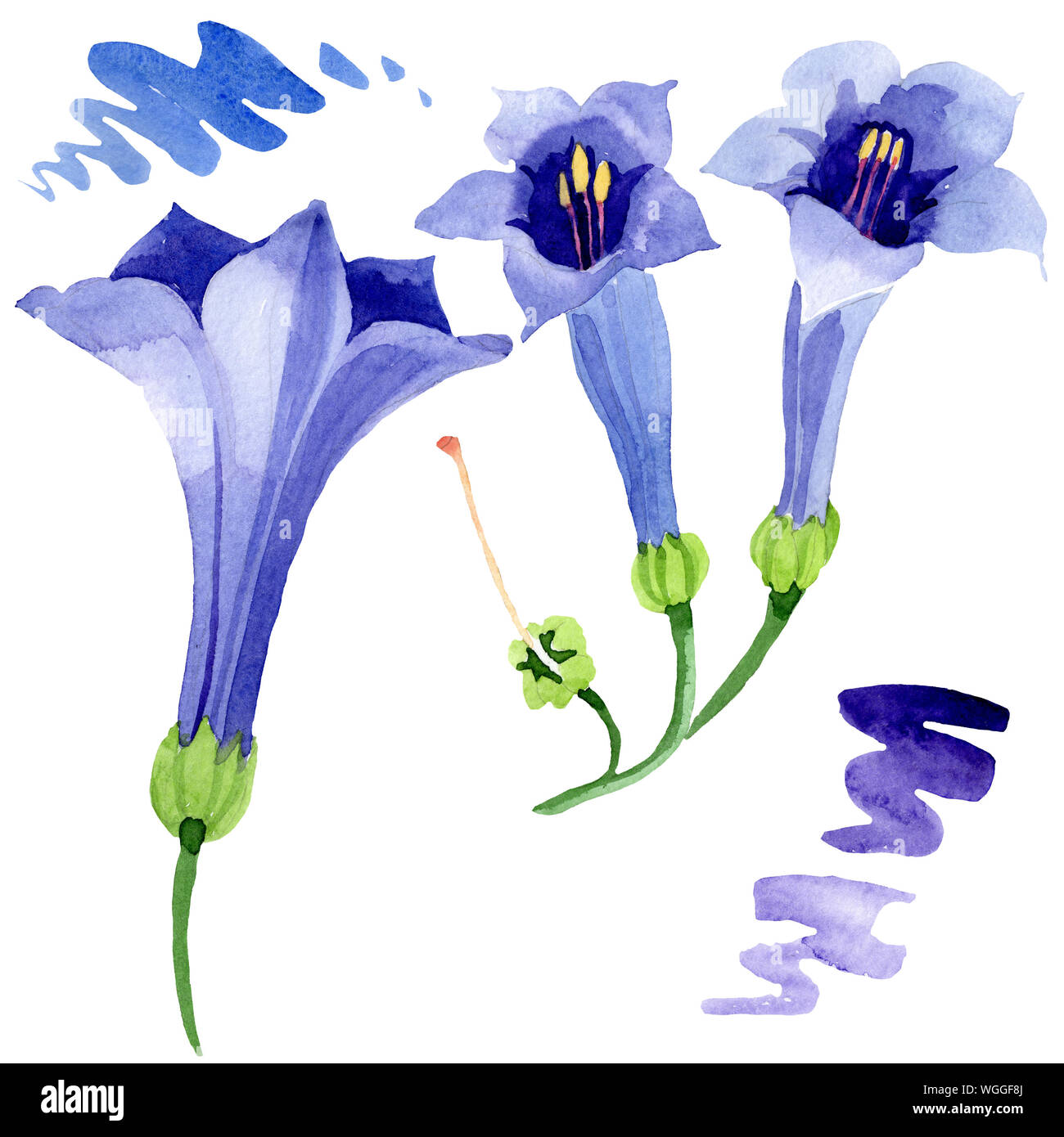 Blue brugmansia floral botanical flowers. Watercolor background set ...