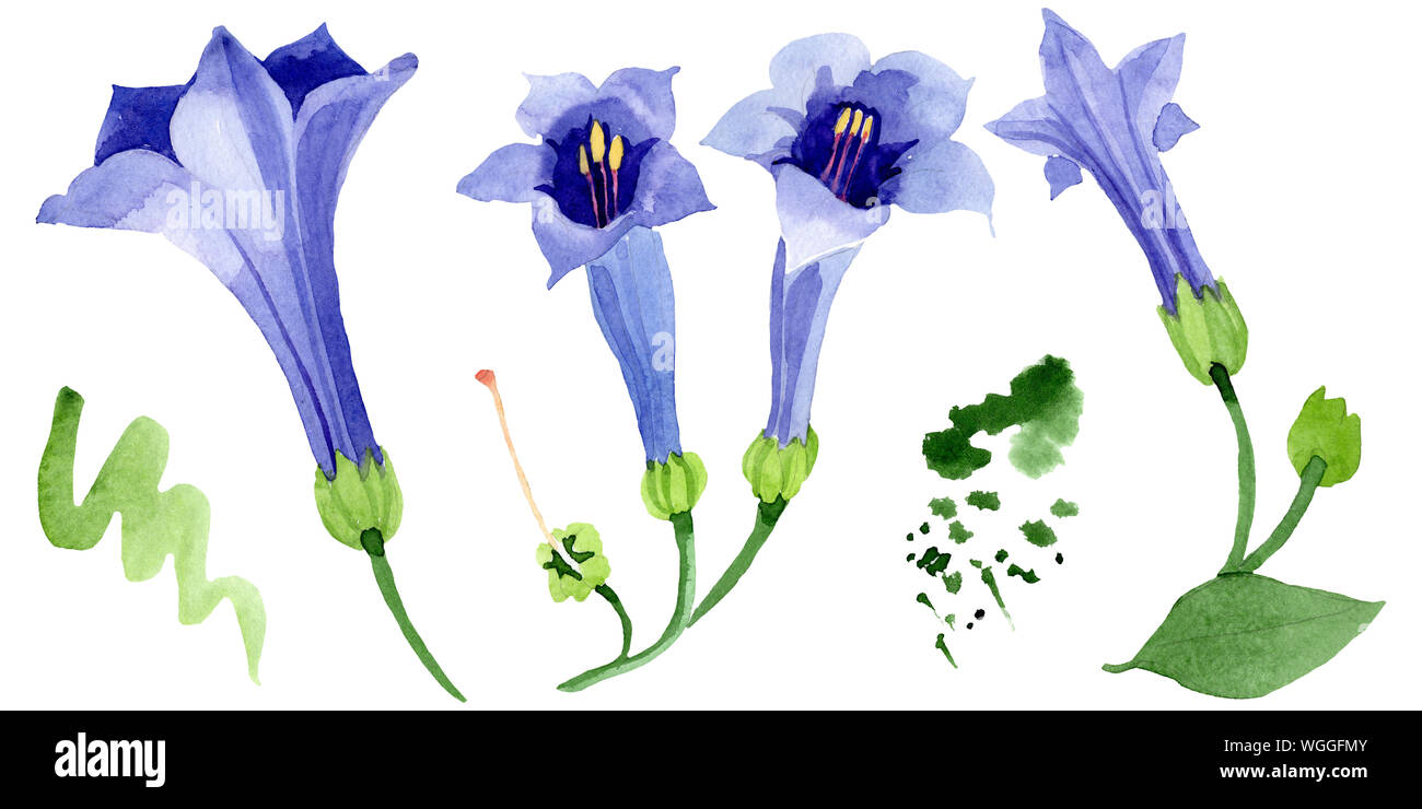 Blue brugmansia floral botanical flowers. Watercolor background set ...
