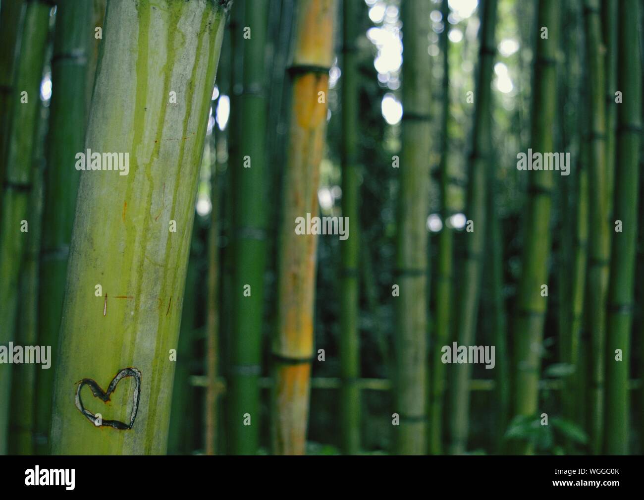 Heart of the bamboo hi-res stock photography and images - Alamy
