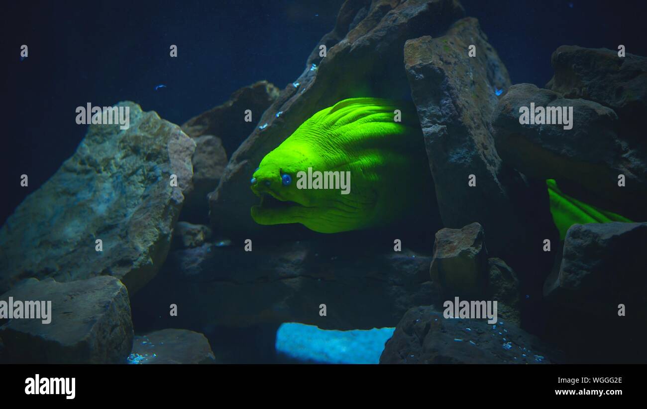 Rock eel hi-res stock photography and images - Alamy