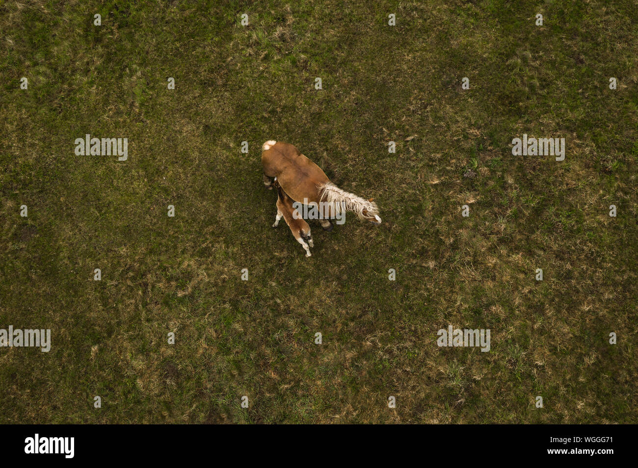 Birds eye view of horse breastfeeding it's colt on pasture, drone top ...