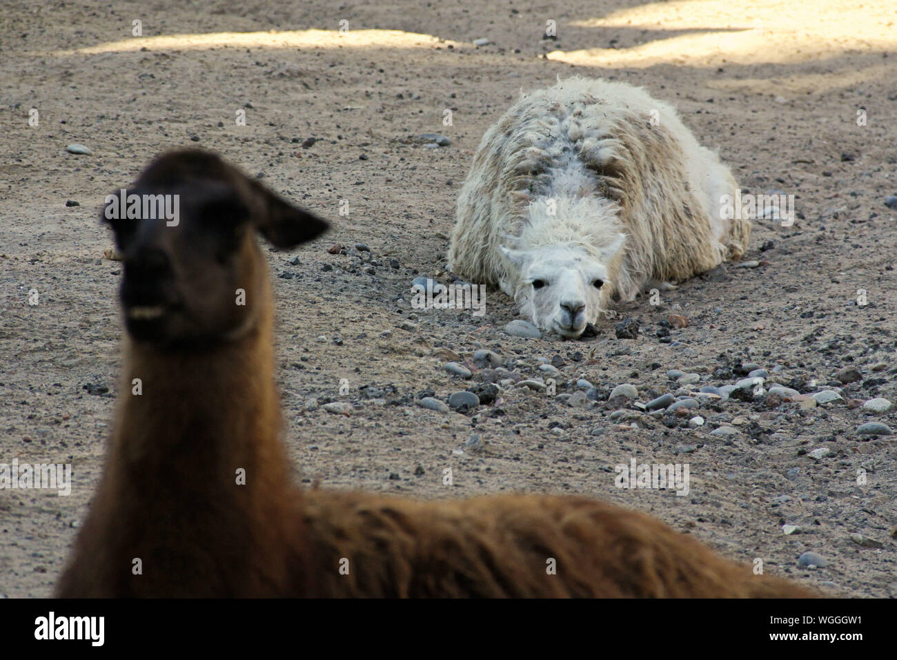 Wild lamas hi-res stock photography and images - Alamy