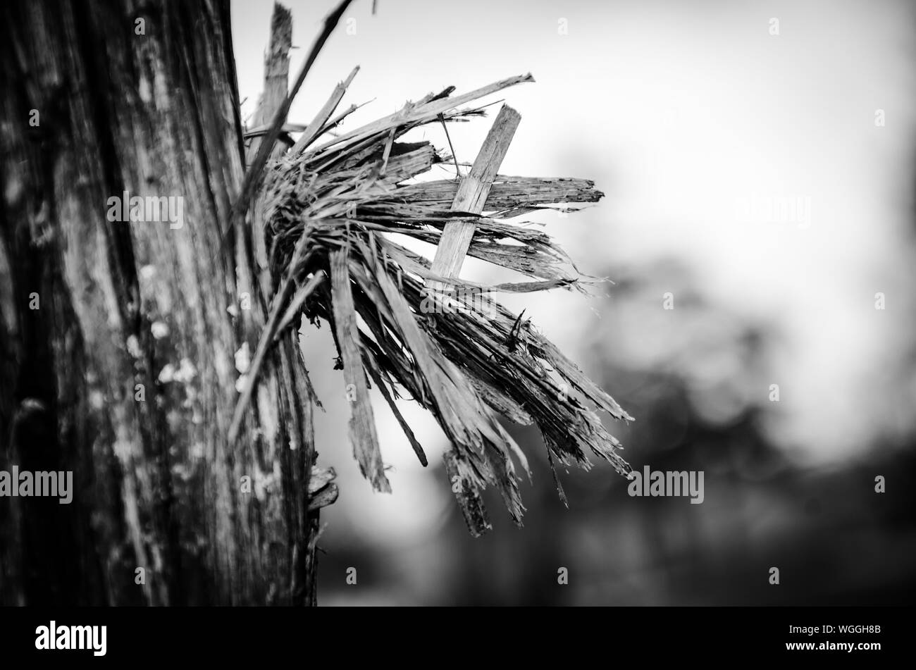 Tree Bark Peeling Off High Resolution Stock Photography and Images - Alamy
