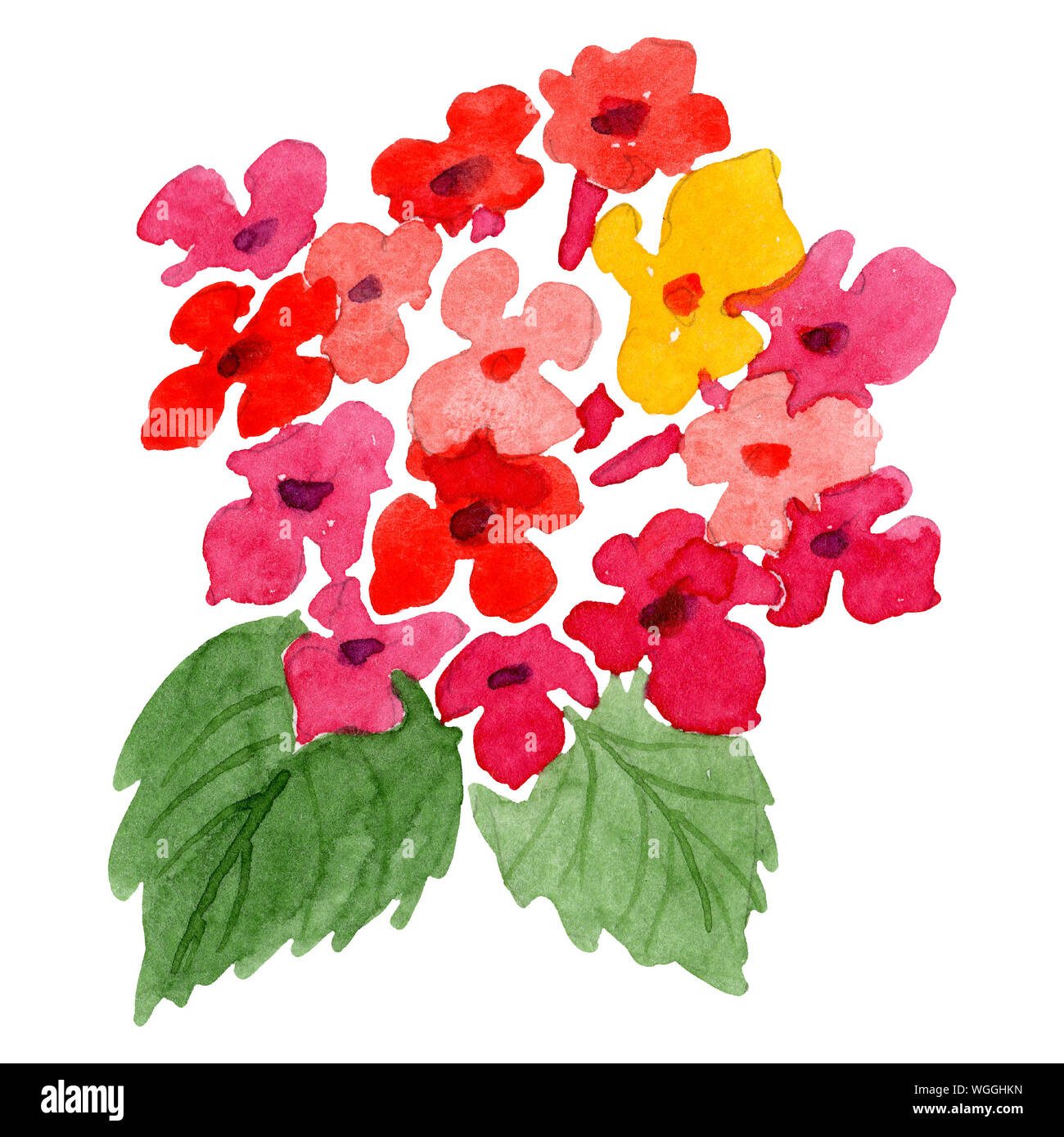 Lantana floral botanical flowers. Watercolor background illustration ...