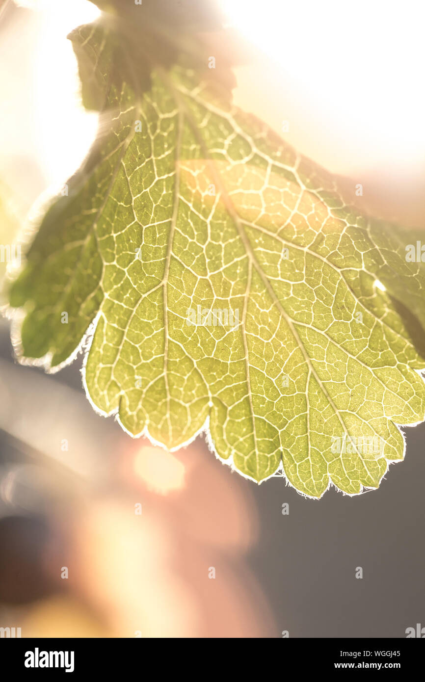 Texture of sunlight through leaf hi-res stock photography and images ...