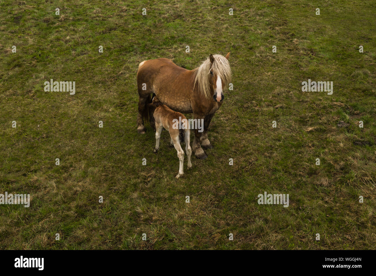 Birds eye view of horse breastfeeding it's colt on pasture, drone top ...