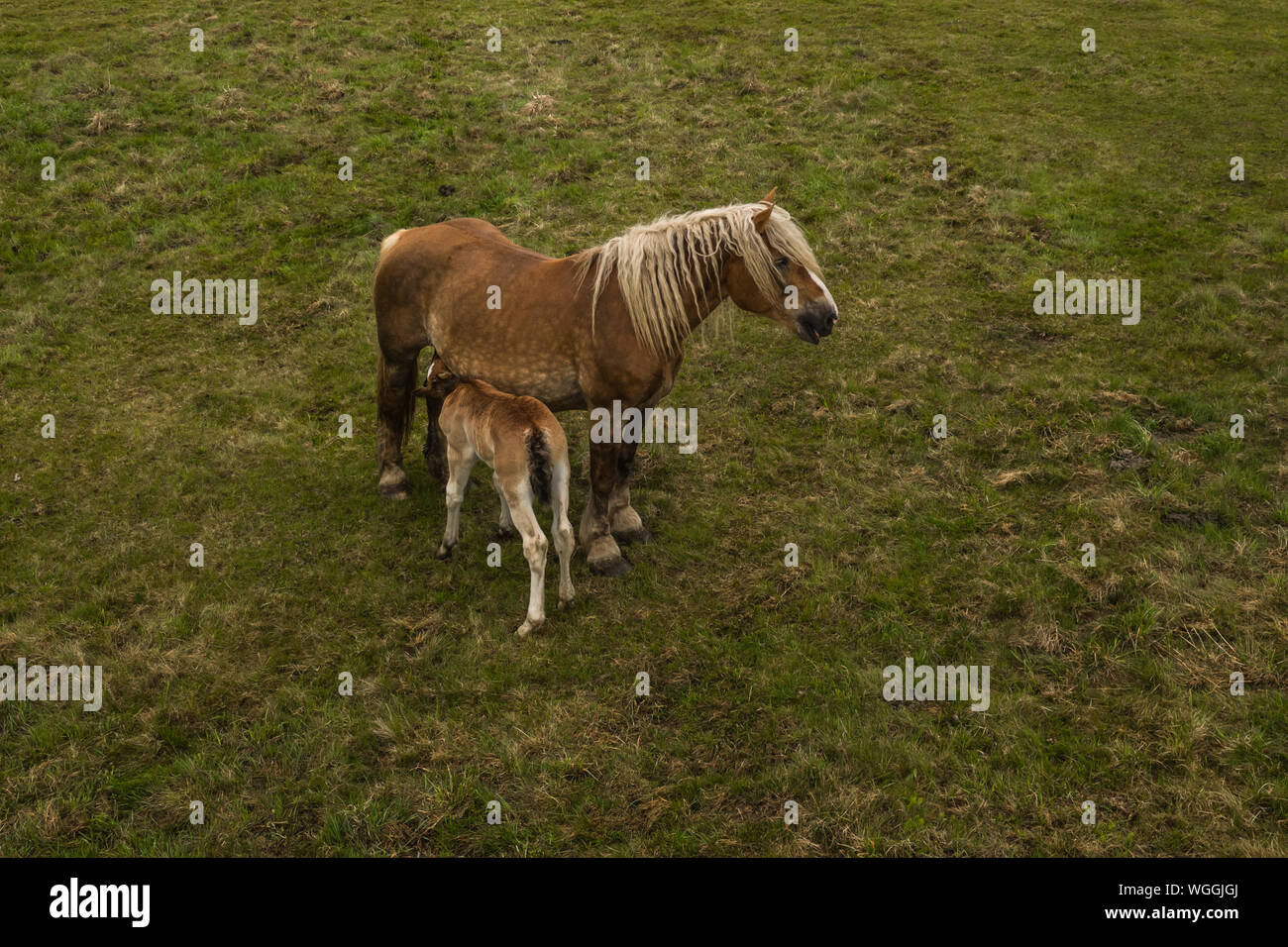 Birds eye view of horse breastfeeding it's colt on pasture, drone top ...
