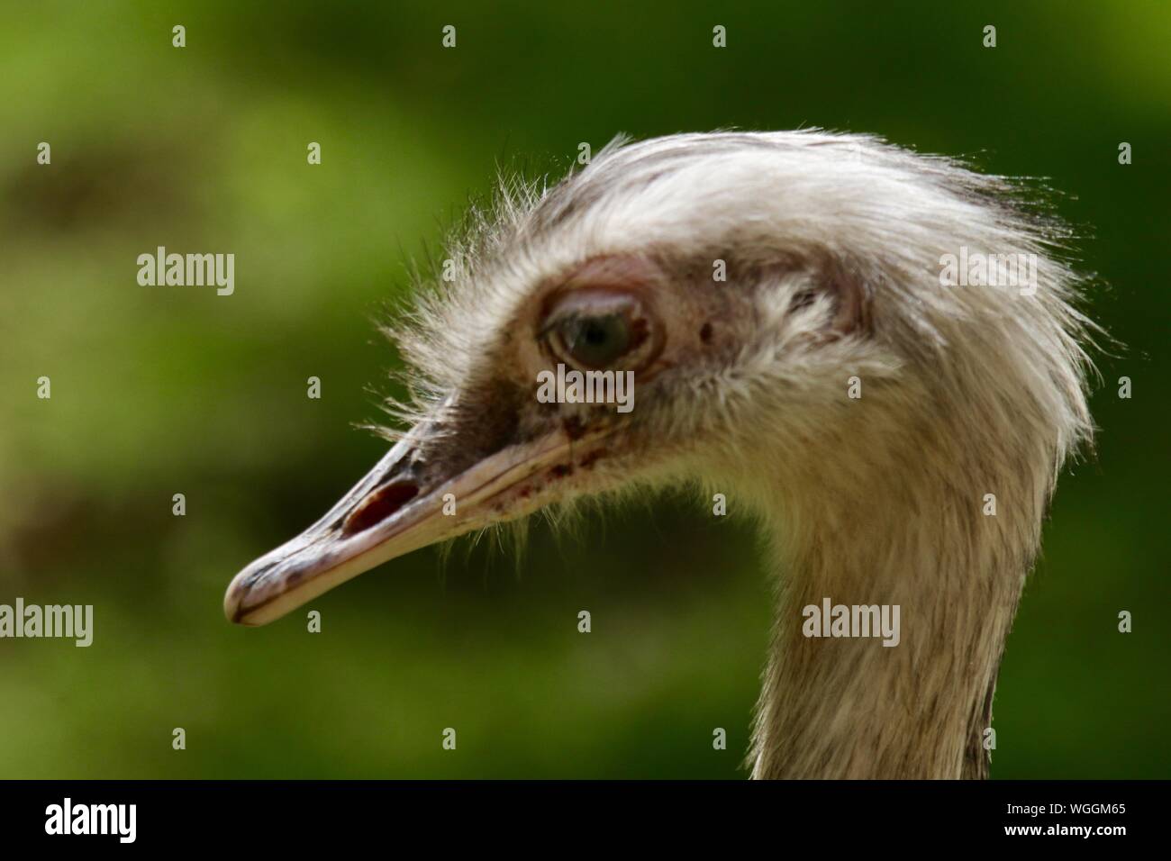 Ostrich profile hi-res stock photography and images - Alamy