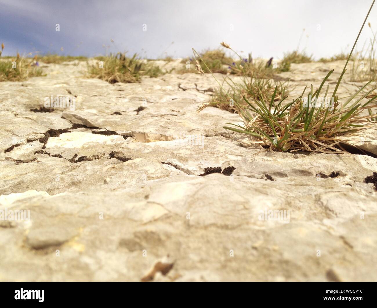Barren Grass High Resolution Stock Photography and Images - Alamy