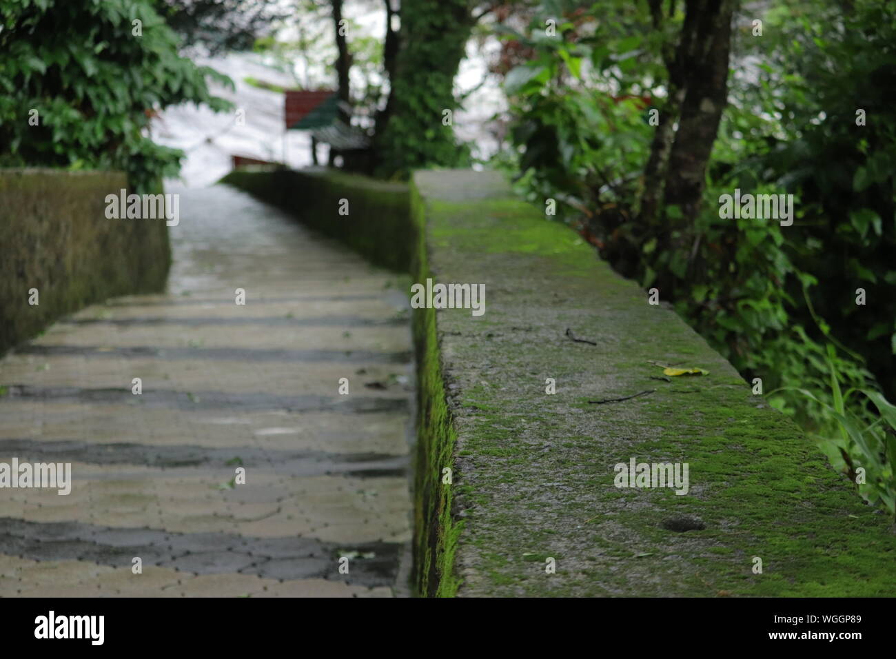 Old concrete structure in the forest between the green nature Stock ...