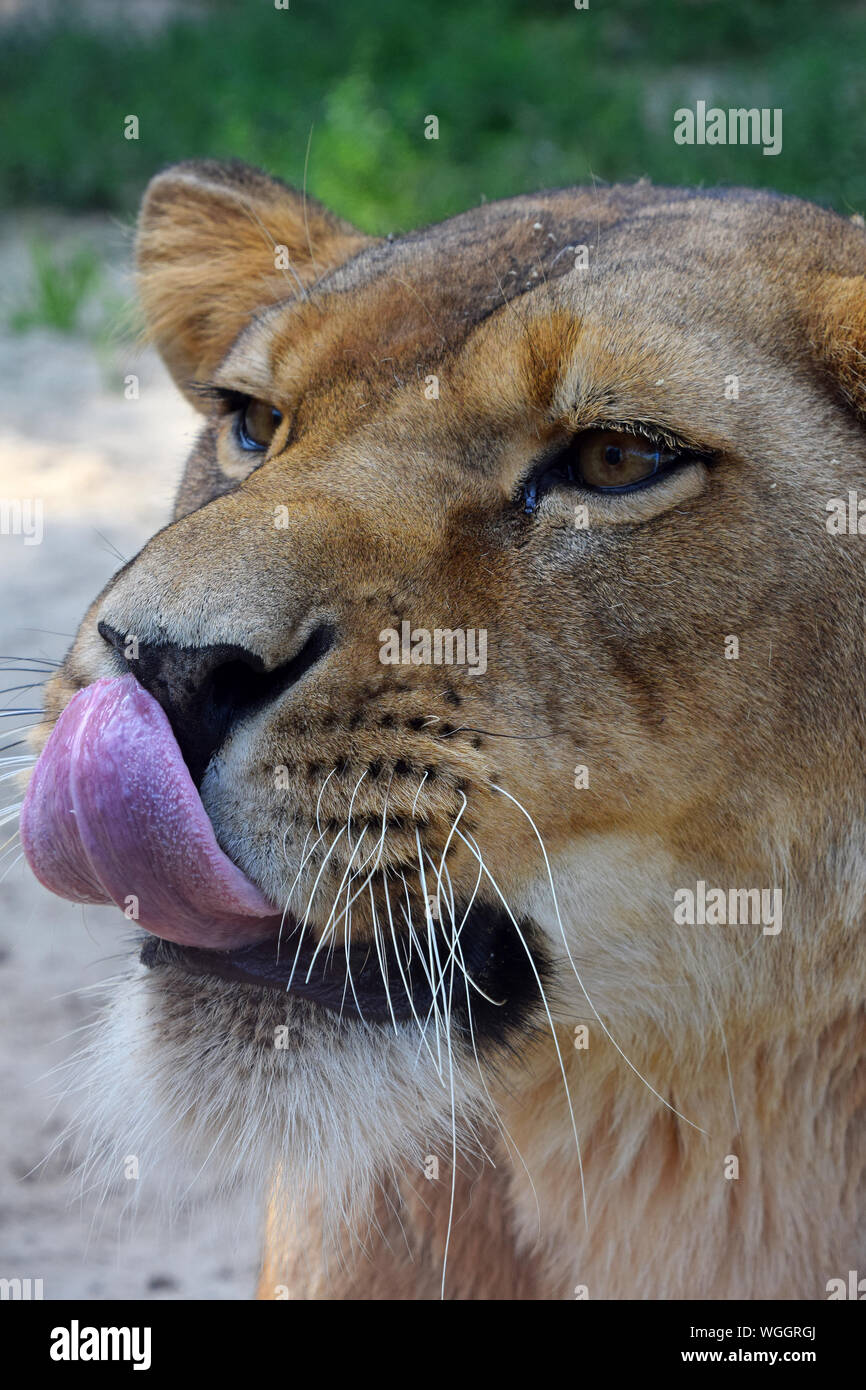 Lion nose hi-res stock photography and images - Alamy