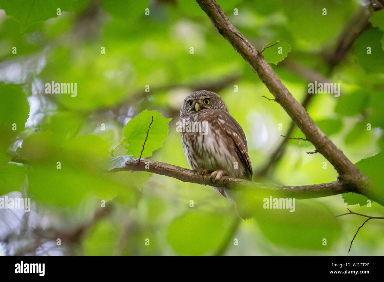 Eurasian pygmy owl (Glaucidium passerinum Stock Photo - Alamy