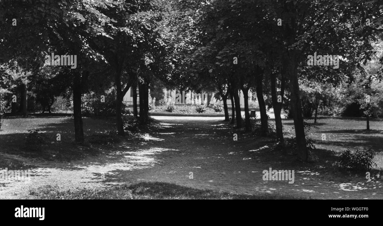 black and white photo of a path through a park between trees Stock ...