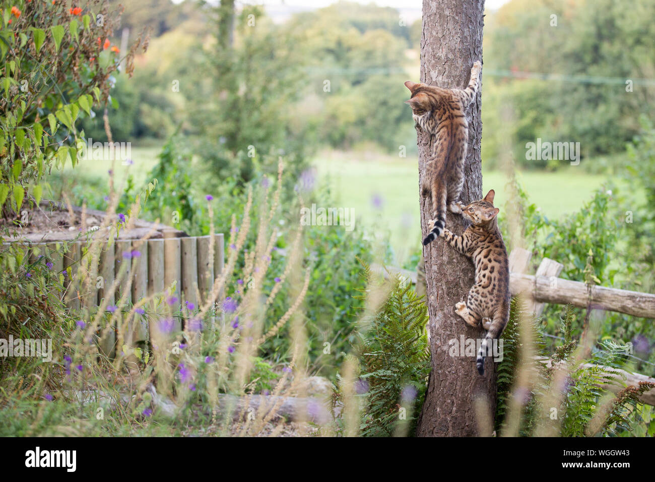 Bengal cats hi-res stock photography and images - Alamy