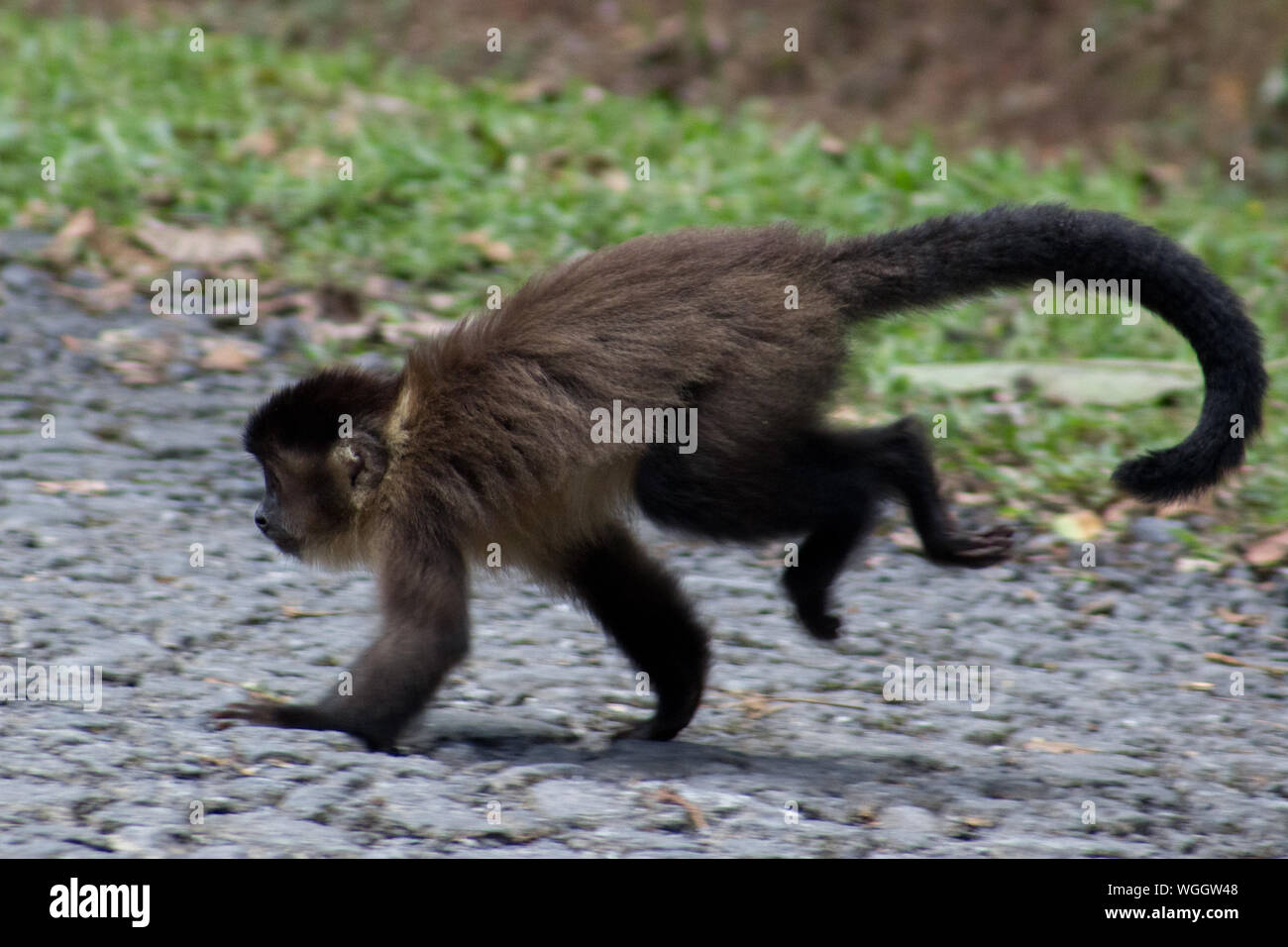 Jumping ground hi-res stock photography and images - Alamy