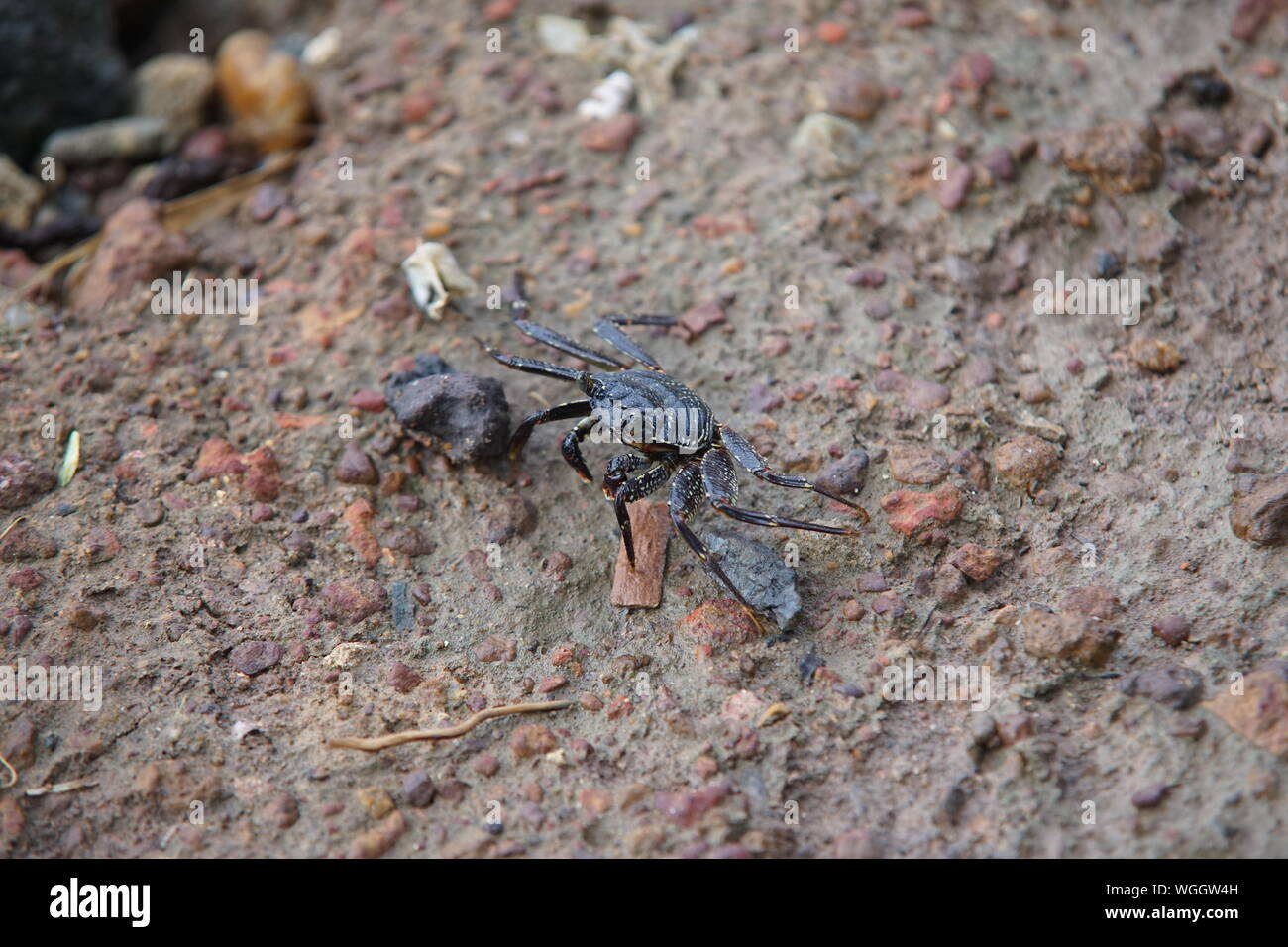 Sea crab hi-res stock photography and images - Alamy
