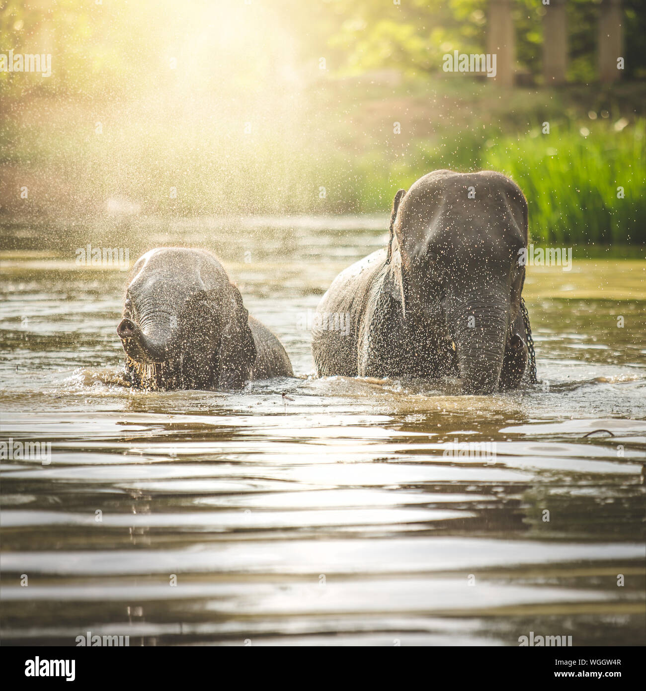 Two elephants by lake hi-res stock photography and images - Alamy