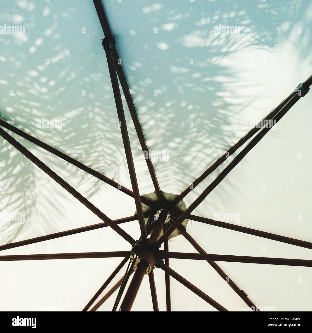 Parasol tree hi-res stock photography and images - Alamy