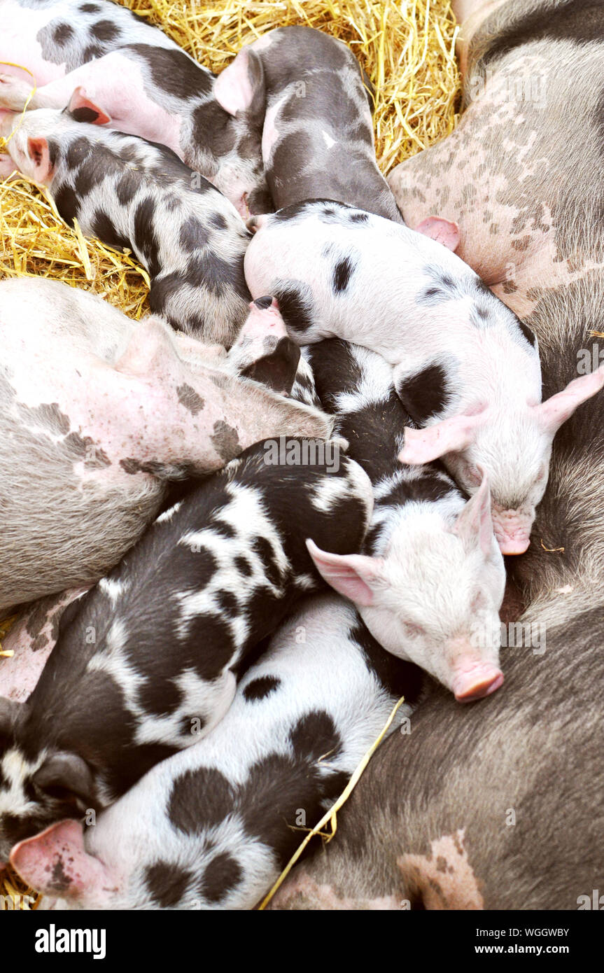 Spotted Piglets High Resolution Stock Photography and Images - Alamy