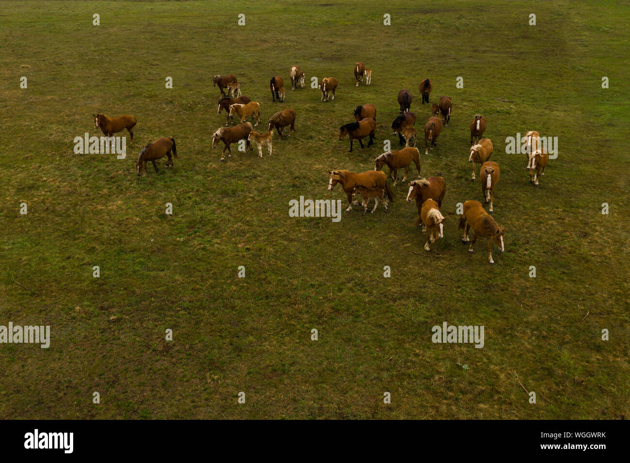 Birds eye view of horses grazing on pasture, drone top down view of ...