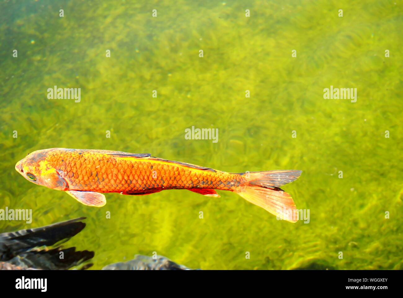 Goldfish Latin name Cyprinus carpio swimming in a fish pond Stock Photo ...