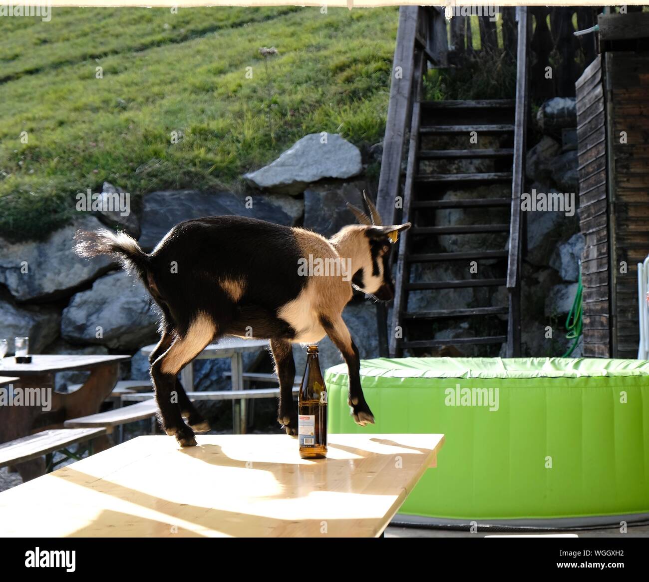 Goat on a table Stock Photo - Alamy