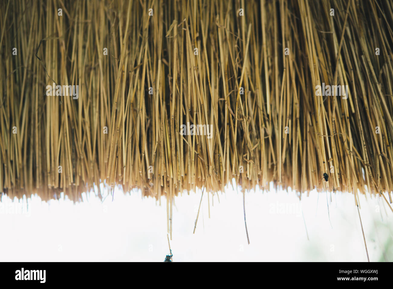 close up of a straw used to construct a thatched roof Stock Photo - Alamy