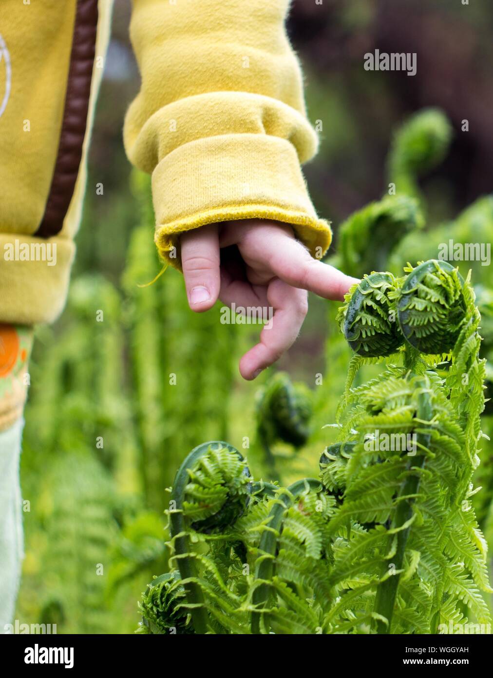 Hand touching fern hi-res stock photography and images - Alamy