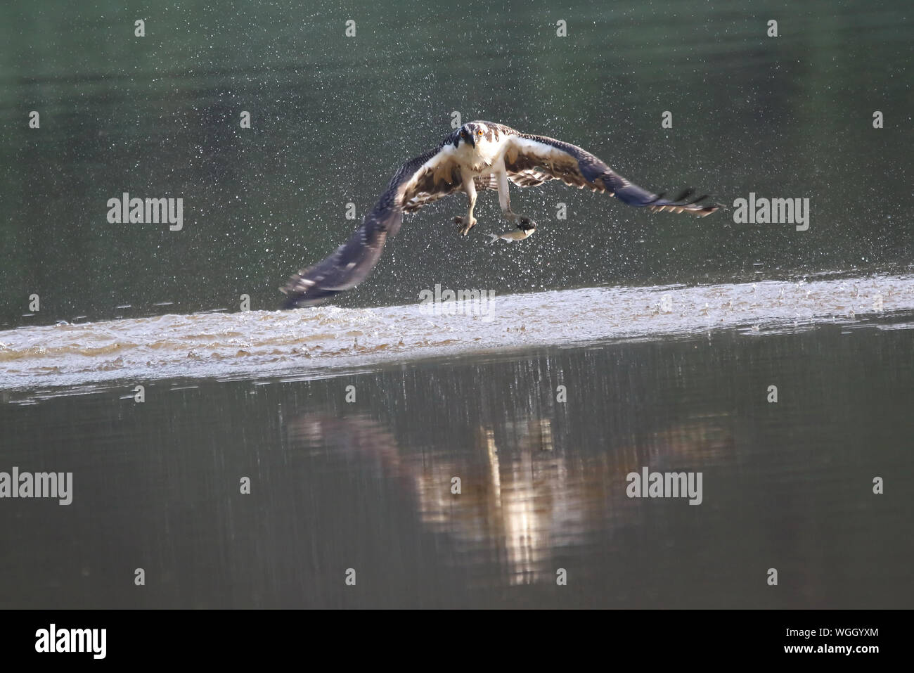 Osprey Water High Resolution Stock Photography and Images - Alamy