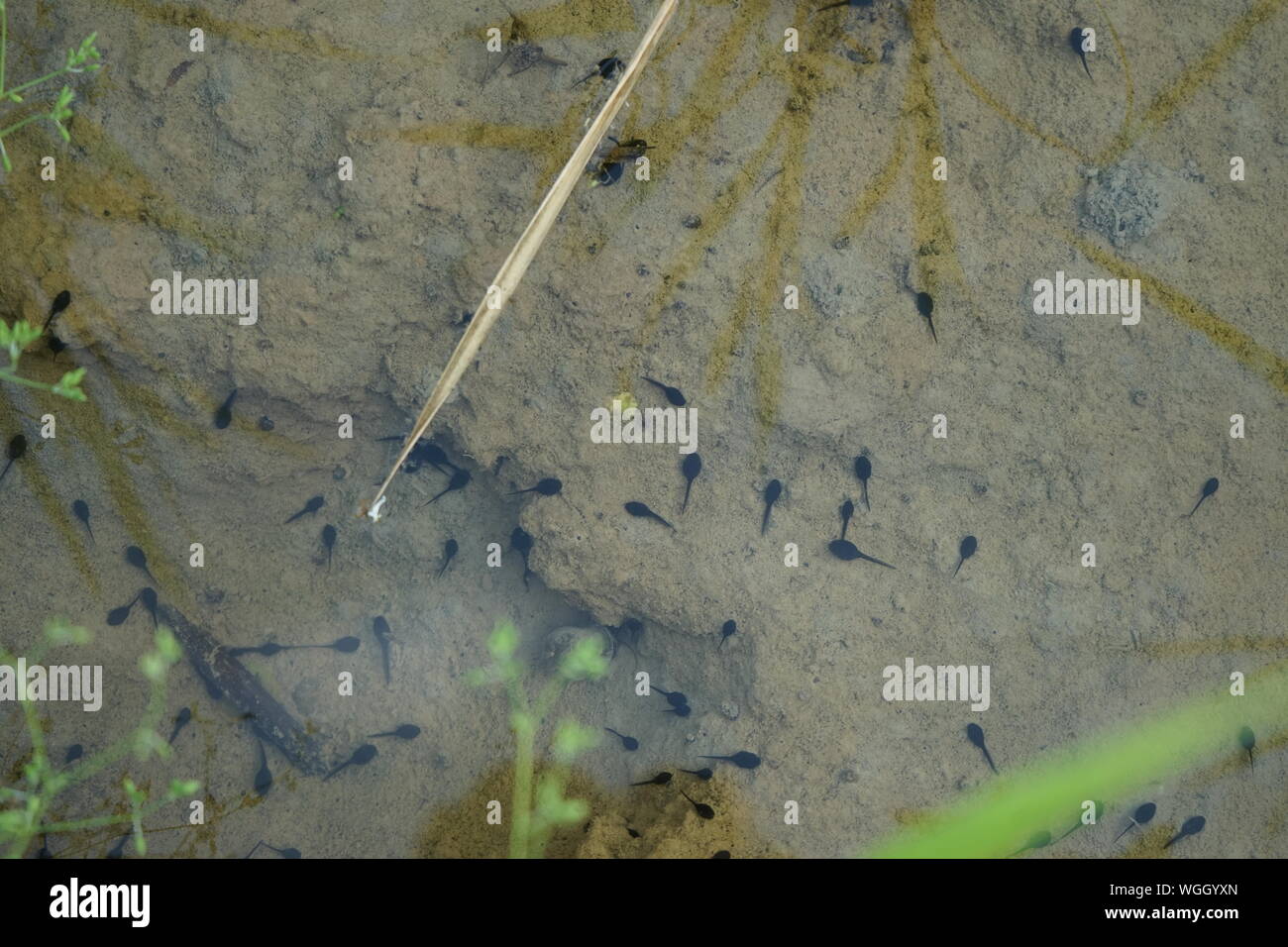 Baby tadpoles hi-res stock photography and images - Alamy