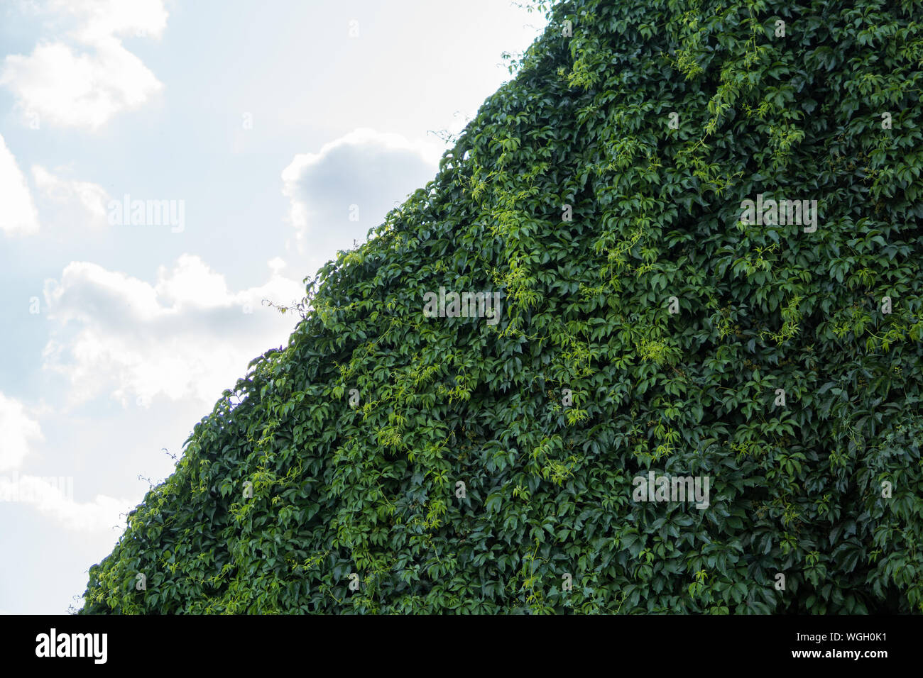 a whole wall of a building covered with green leaves of climbing plant ...