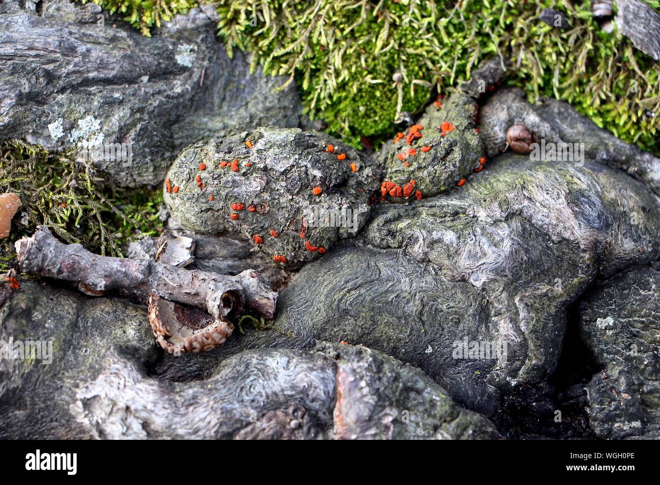Fungus root hi-res stock photography and images - Alamy