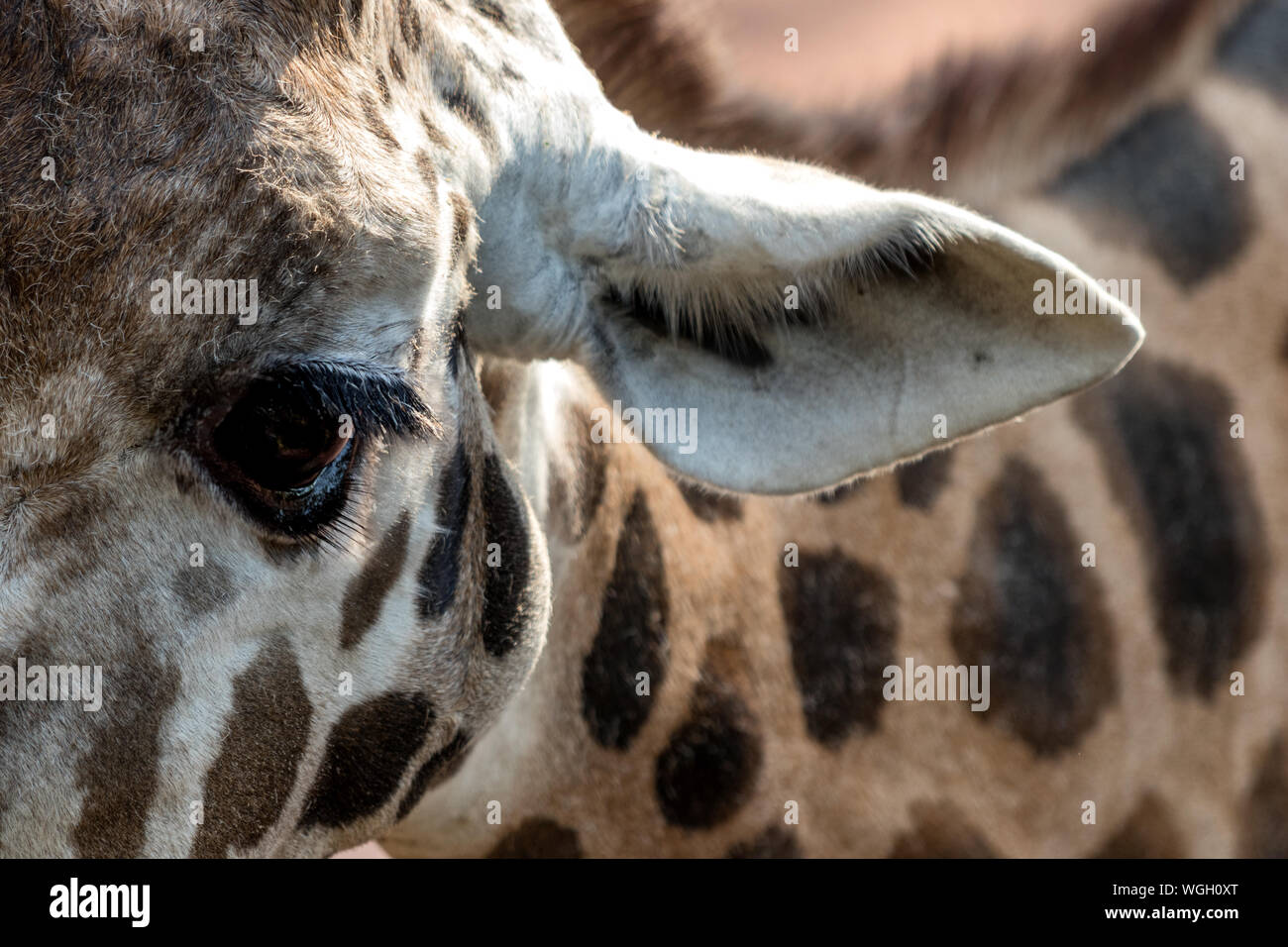 Giraffe eye close up hi-res stock photography and images - Alamy