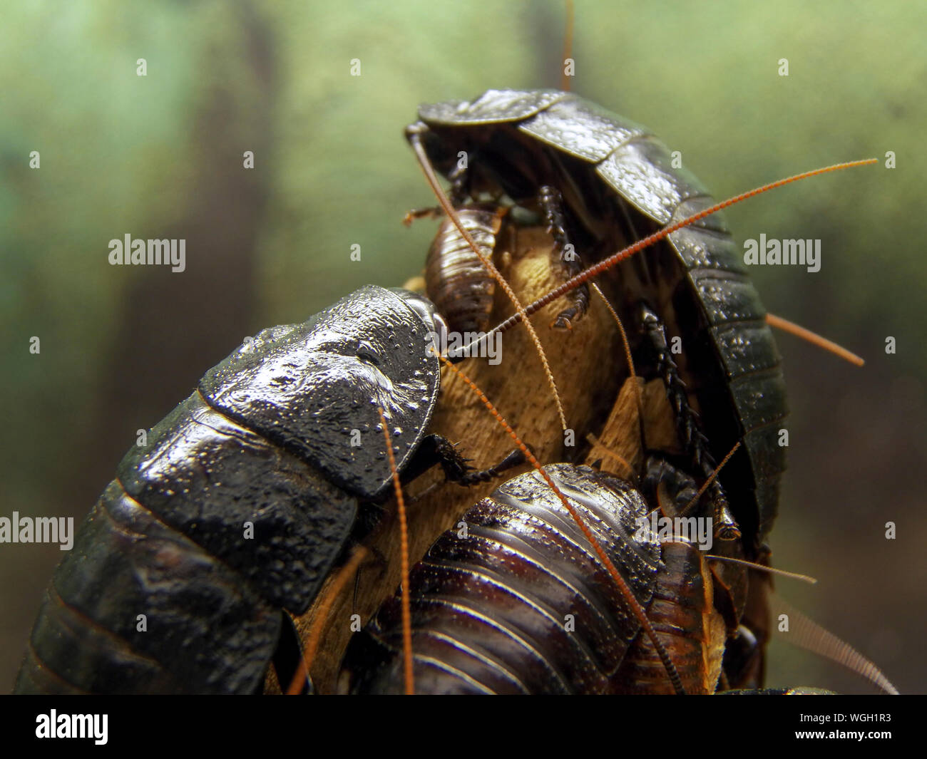 Cockroaches hi-res stock photography and images - Alamy