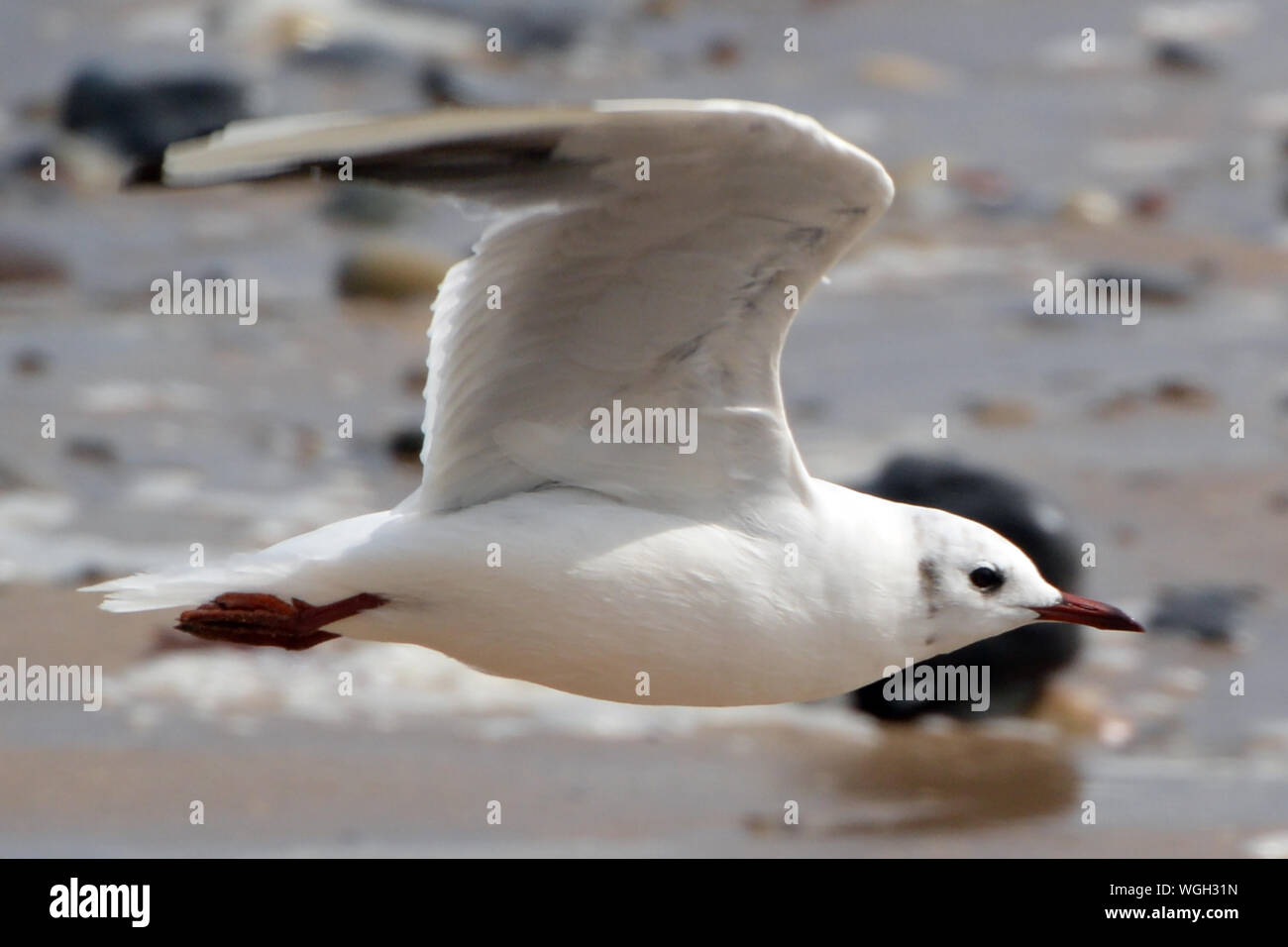 Seagull line up hi-res stock photography and images - Alamy
