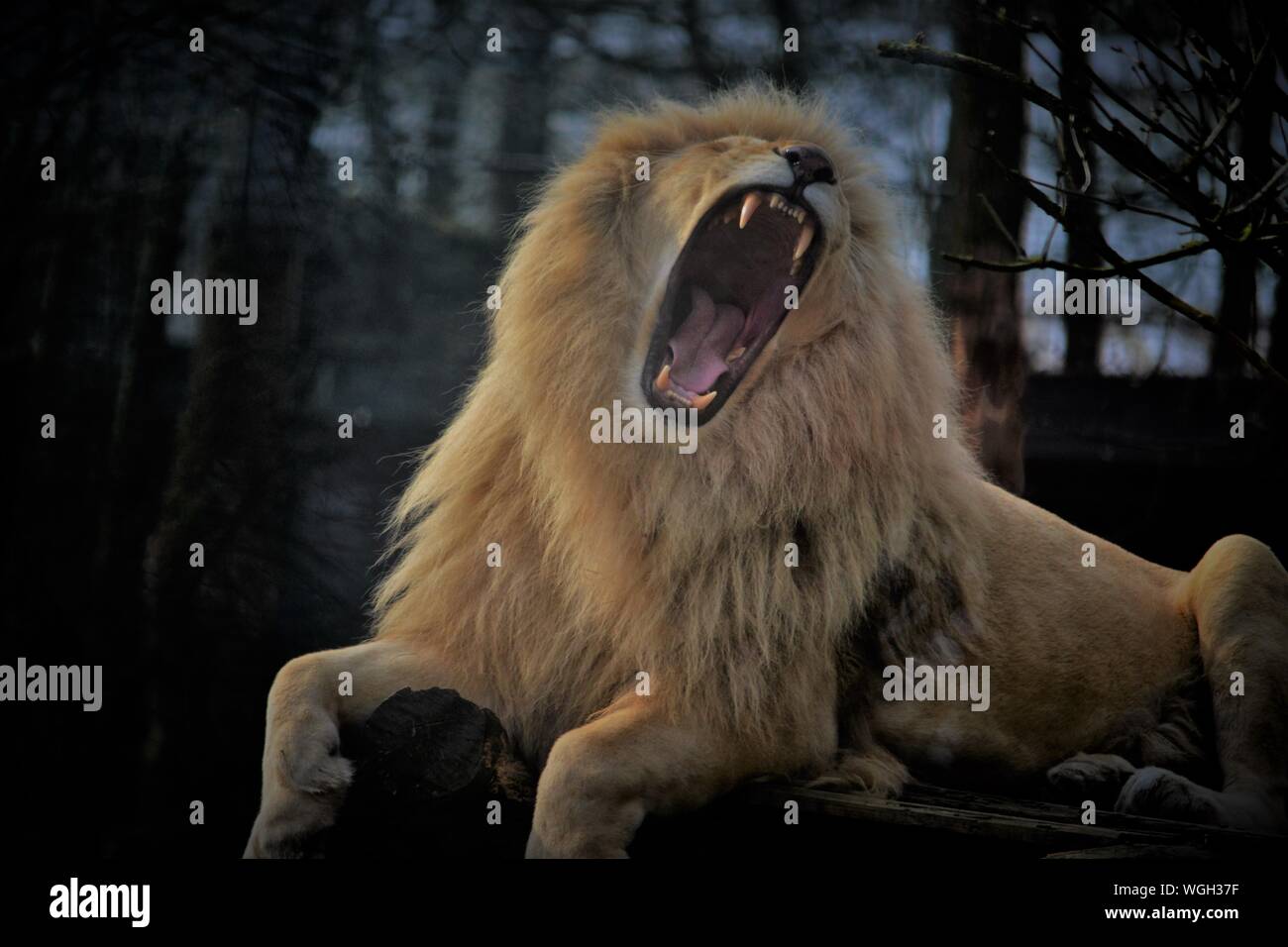 Lion On Log High Resolution Stock Photography and Images - Alamy