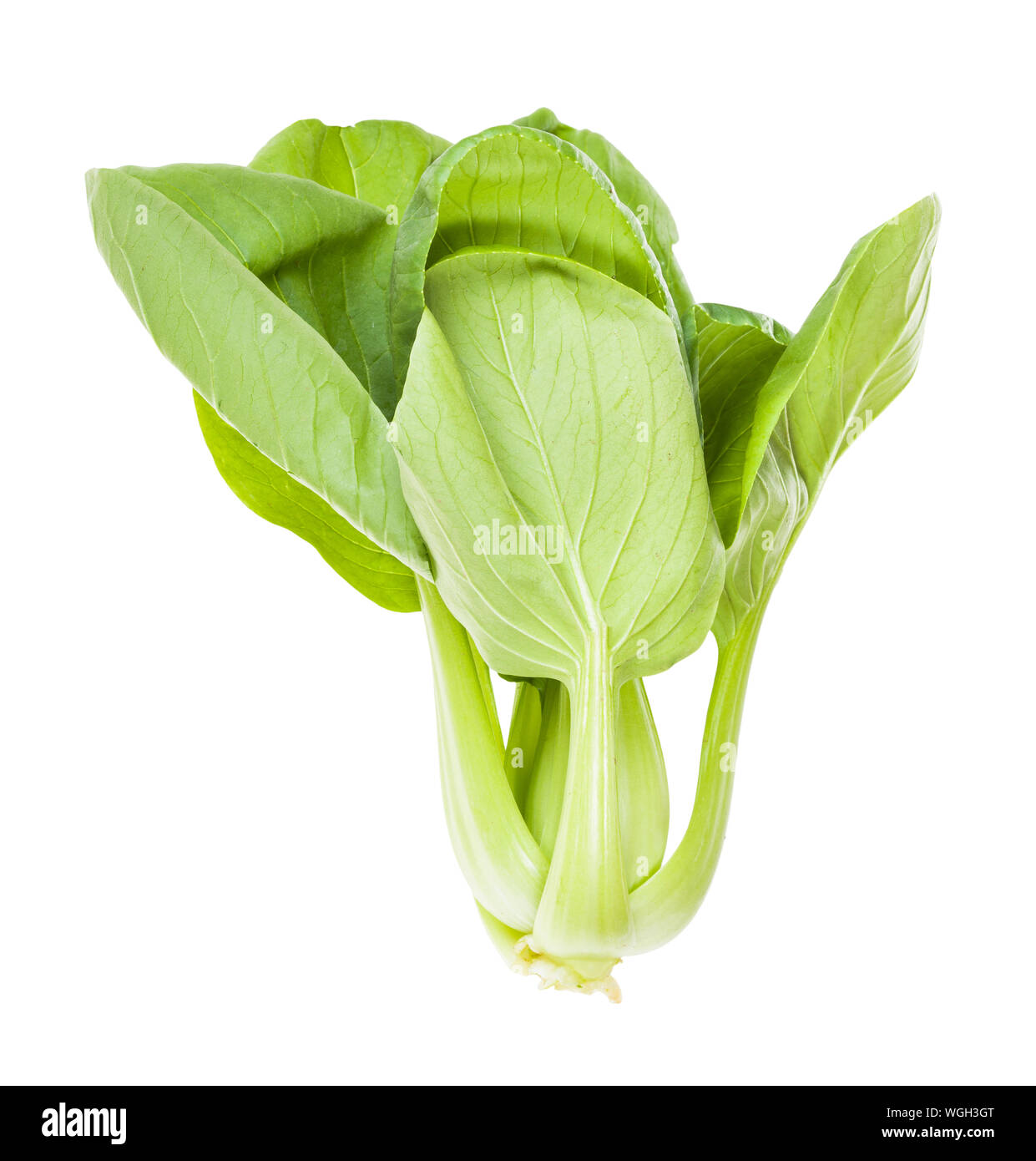 green bok choy ( pak choi) Chinese cabbage isolated on white background ...