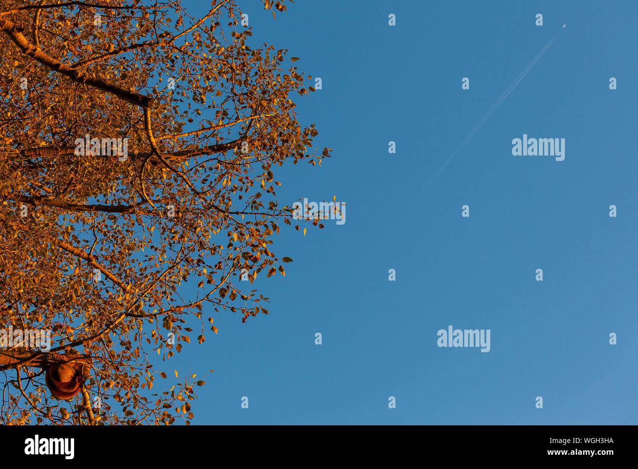 Beehive tree hi-res stock photography and images - Alamy