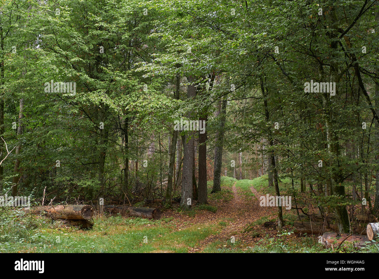 Narrow dirt road crossing deciduous stand of Bialowieza Forest with ...