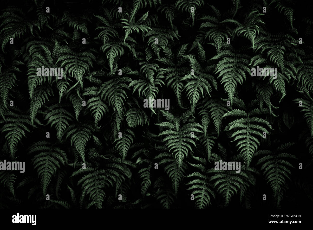 Green leaves texture background, Natural background and wallpaper Stock ...