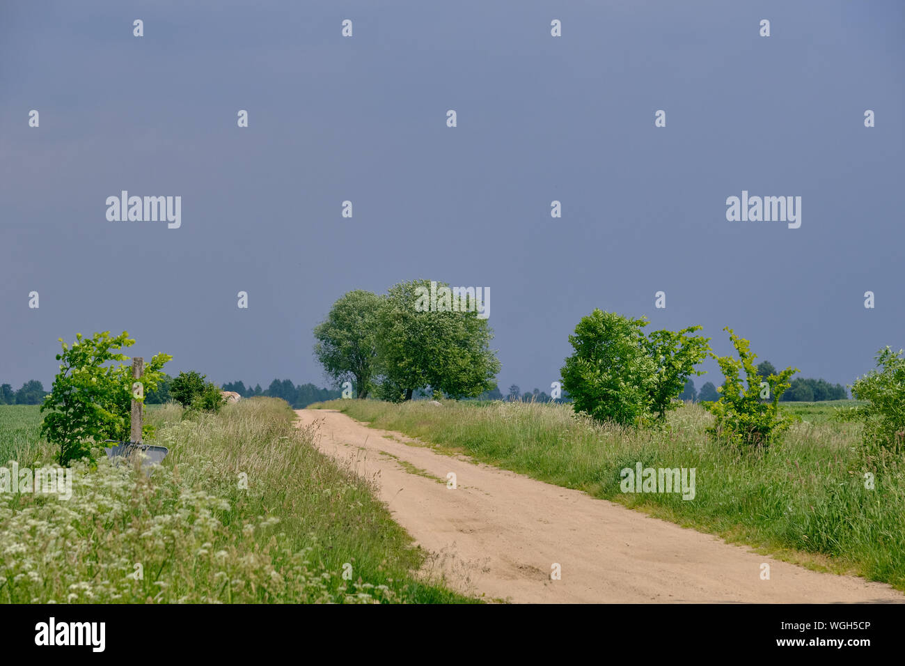 Dirt road crossing with old willow tree next to under blue sky ...