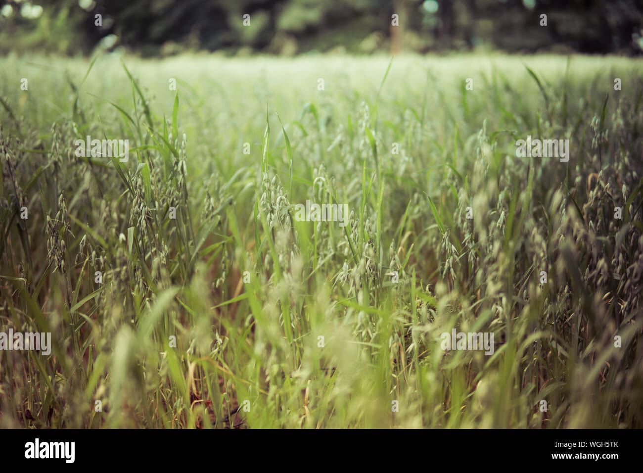 Landscape with green oats growing in the field Stock Photo - Alamy